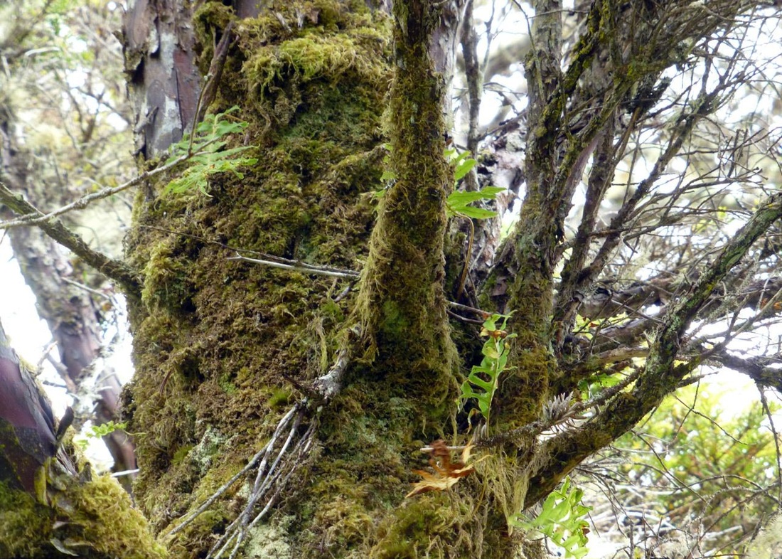 Special Guest Post The Chemistry Professor The Poisonous Tree special-guest-post-the-chemistry-professor-the-poisonous-tree